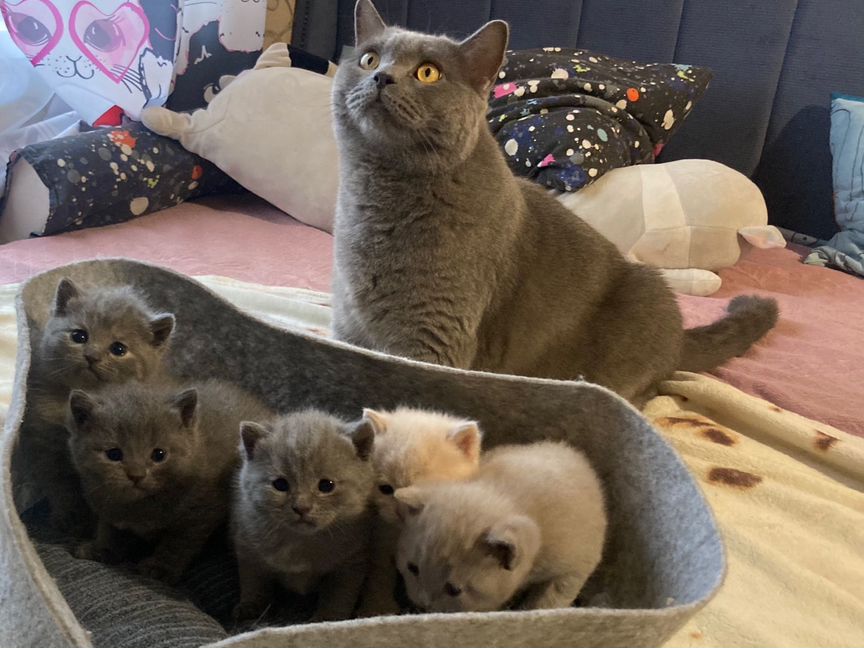 Британские котята