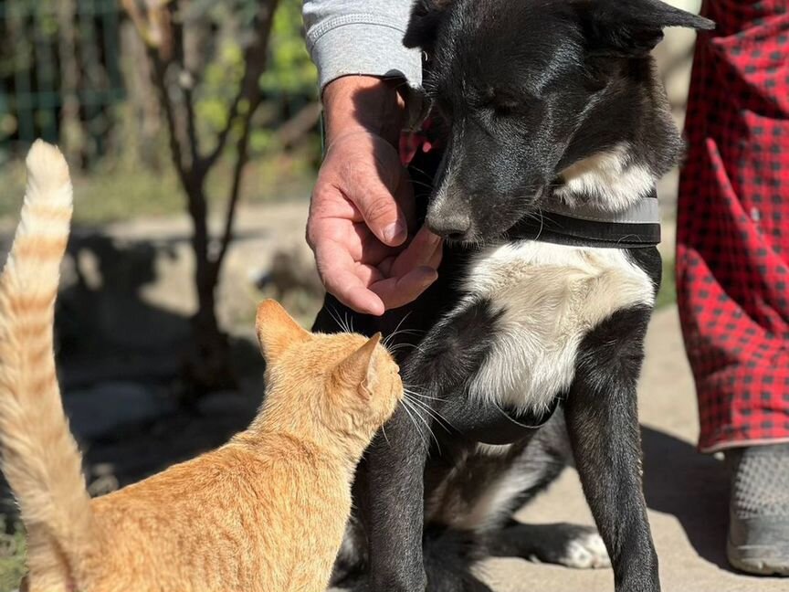 Щенок в добрые руки