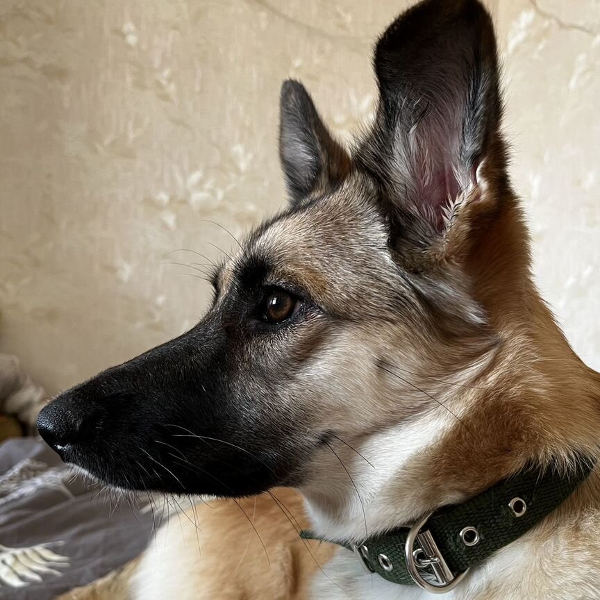 Восточносибирская лайка, щенок