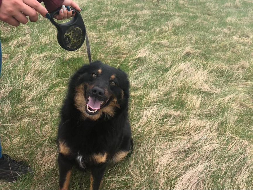 Макс в добрые руки