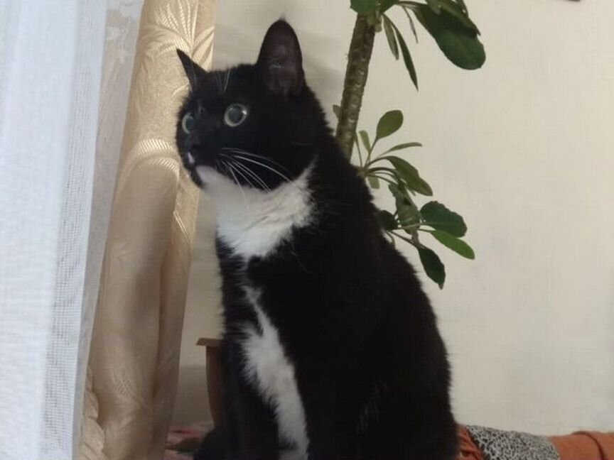 Кошка