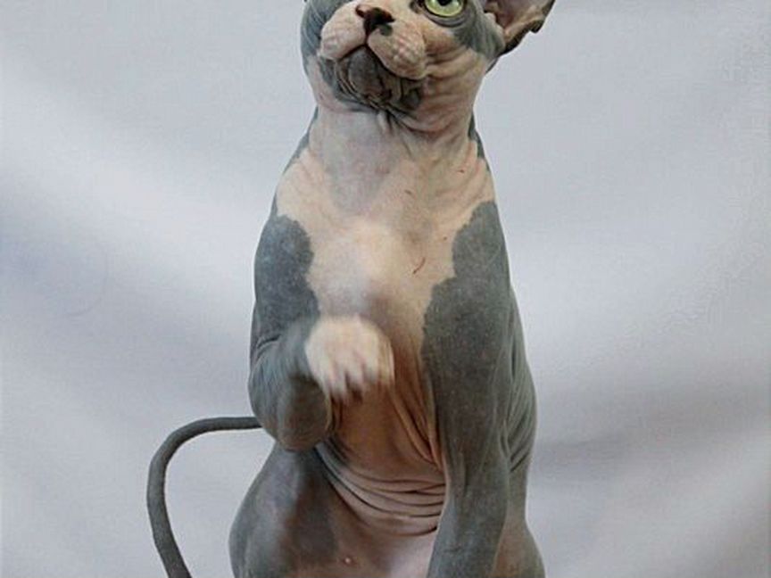 Канадский сфинксы в разведение