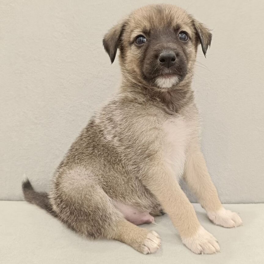 Щенок в добрые руки