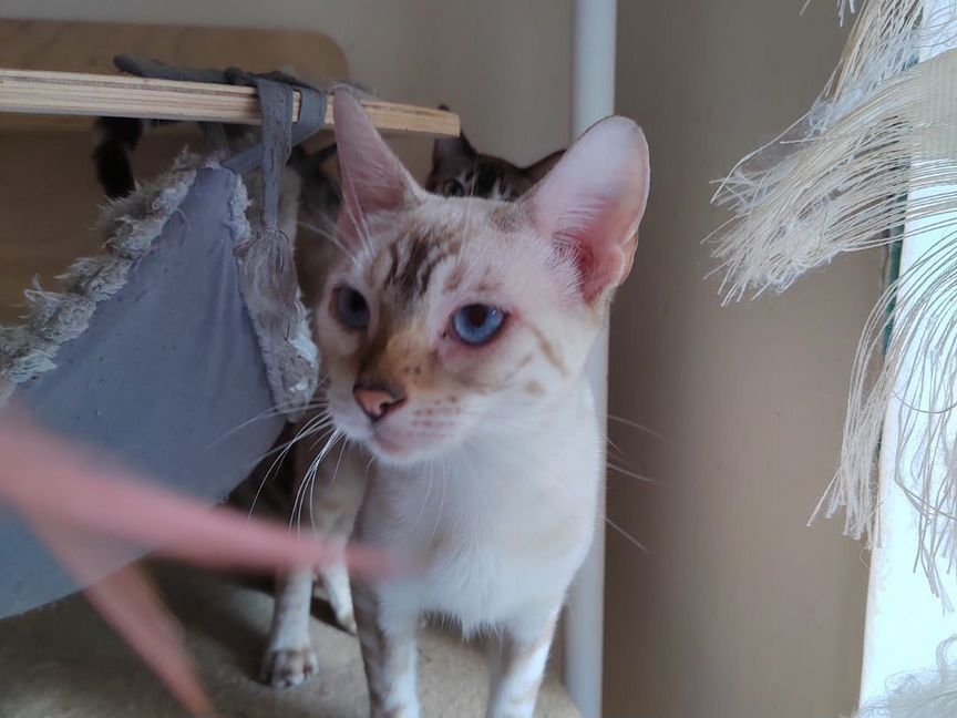 Бенгальская кошка