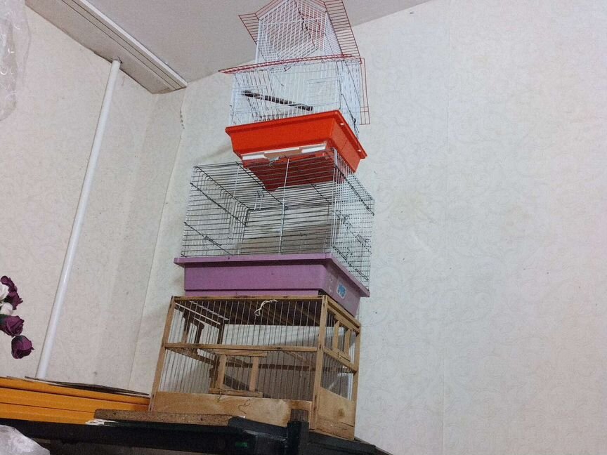 Клетки разные