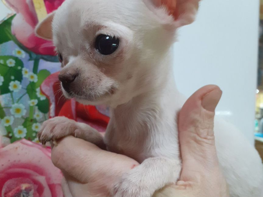 Щенки чихуахуа