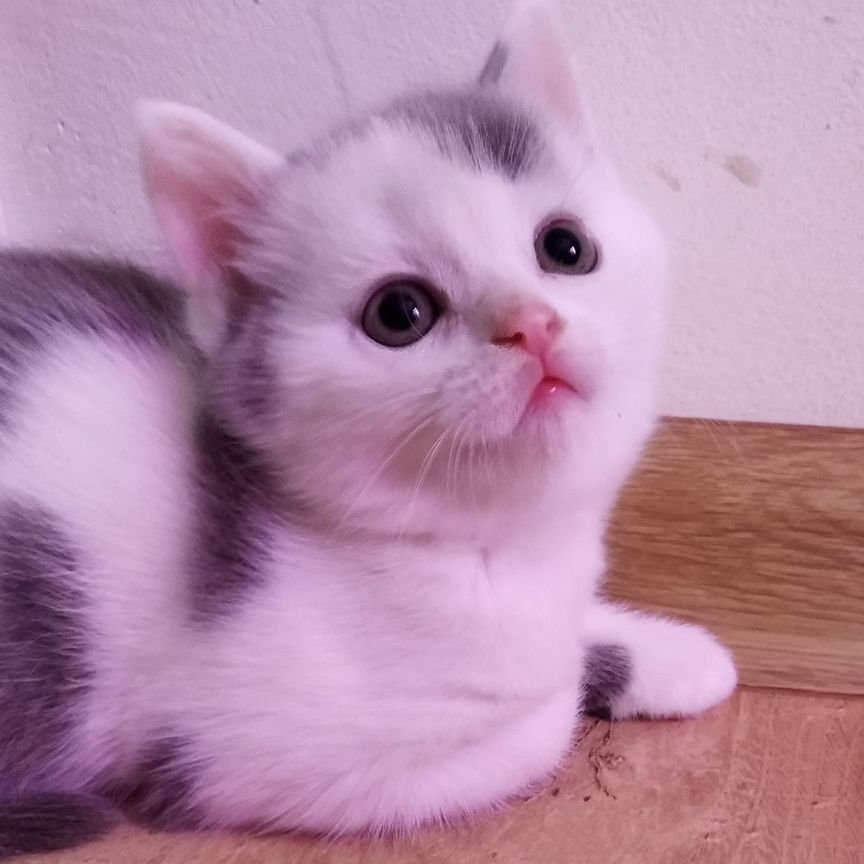 Шотландские вислоухие котята