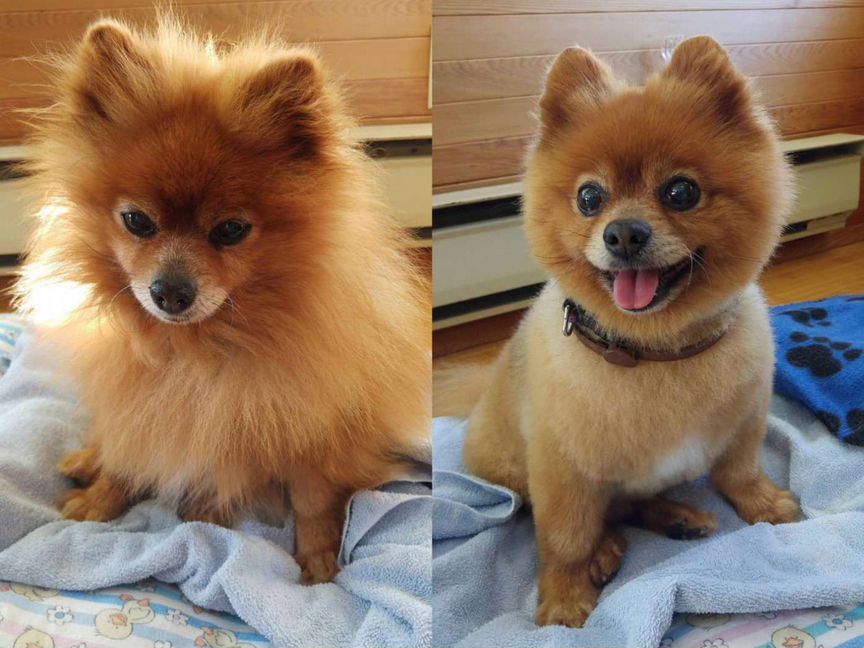 Померанский шпиц мини девочка