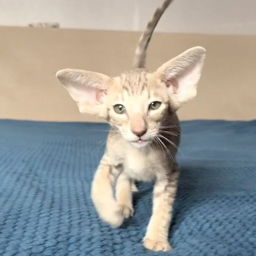 Ориентальный котёнок
