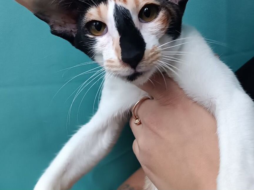 Ориентальные девочки