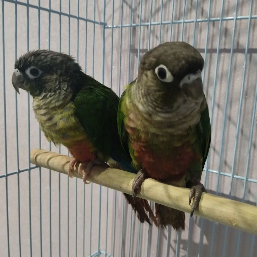 Попугаи Пирруры, выкормыши