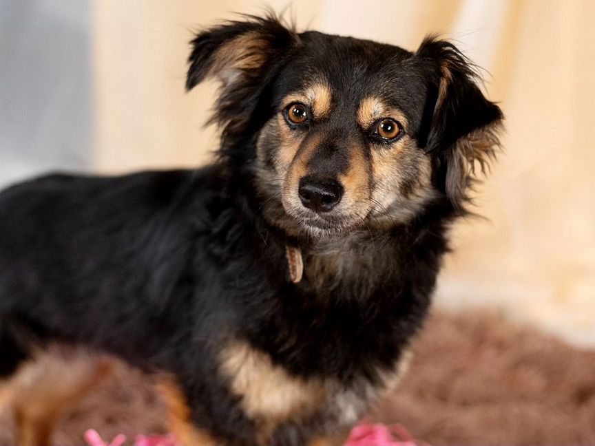 Маленькая собака в добрые руки