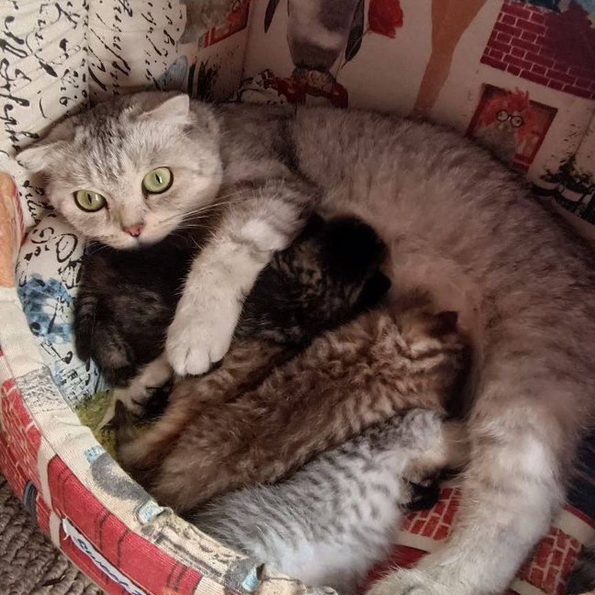 Котята, Шотландия