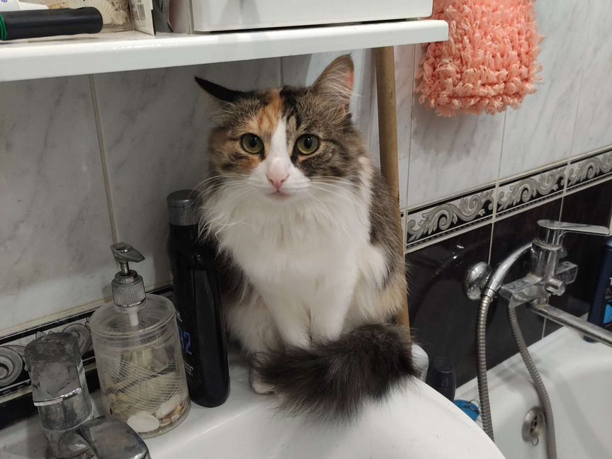 Отдам в добрые руки бесплатно