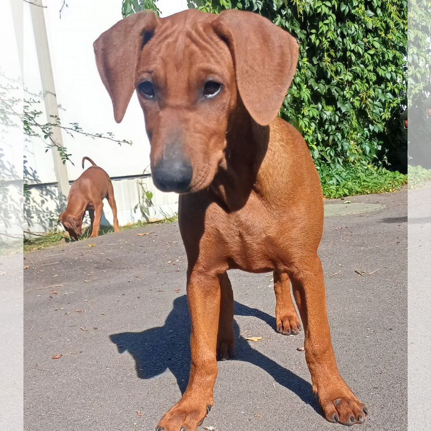 Немецкий пинчер