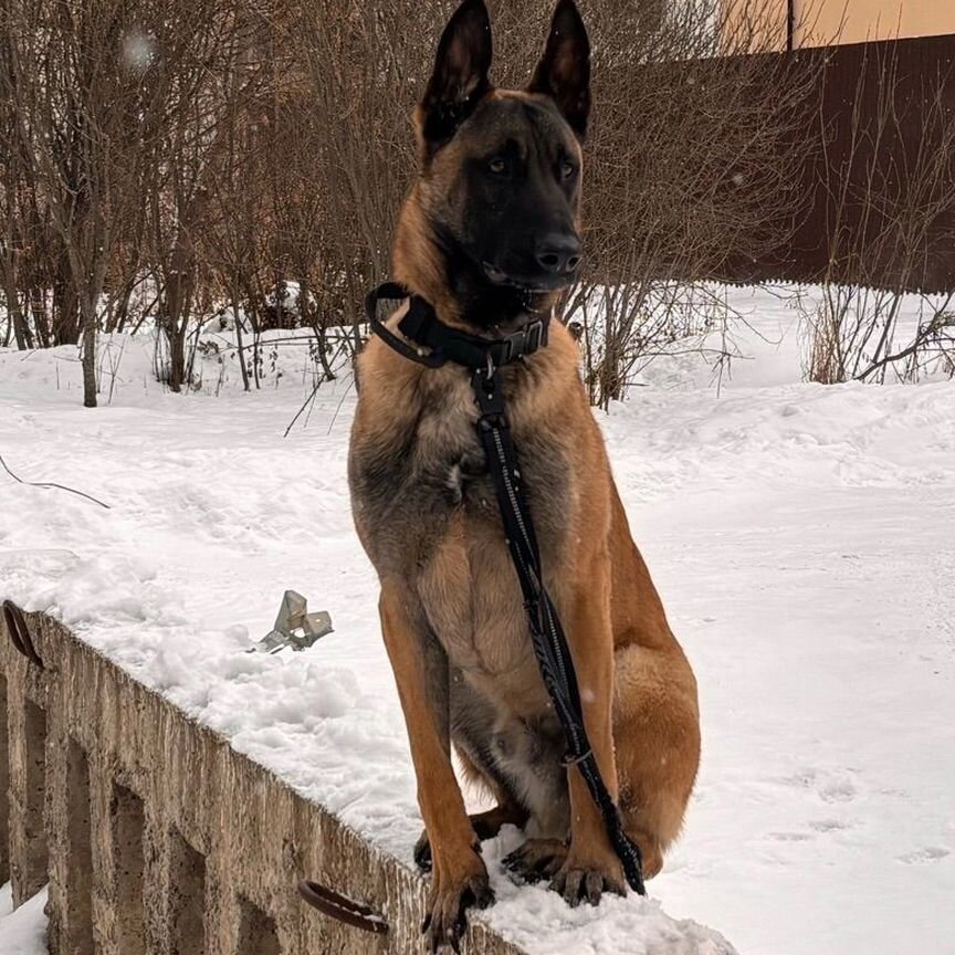 Бельгийская овчарка, взрослый пёс