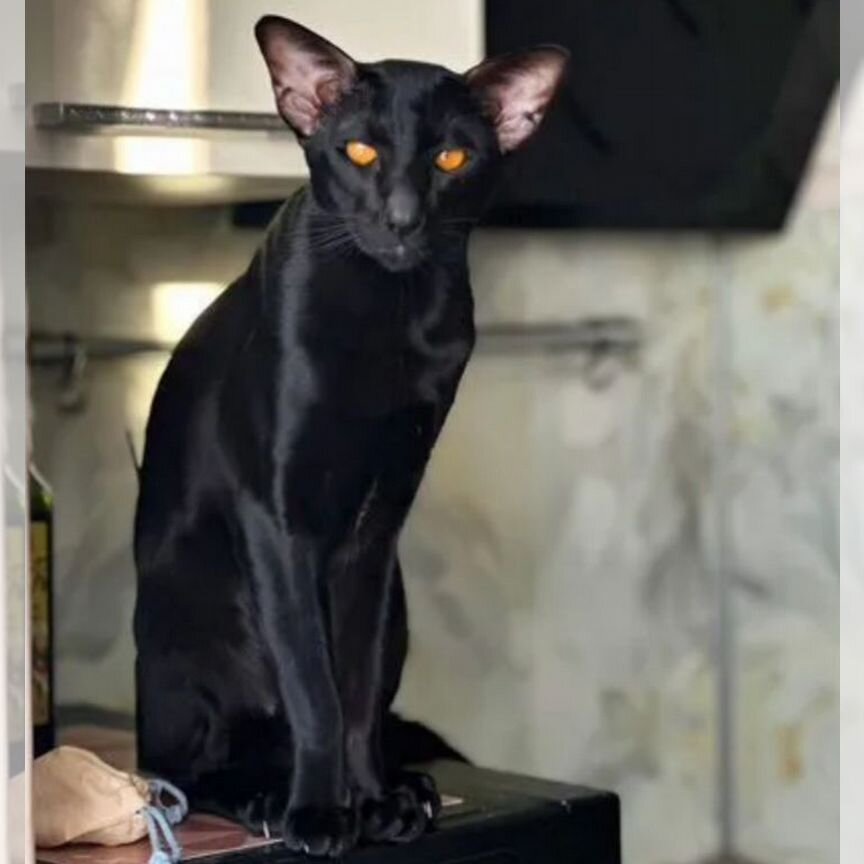 Ориентальный кот, взрослый