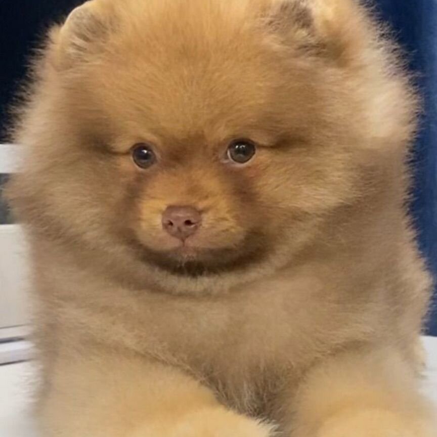 Мишка шпиц соболиный