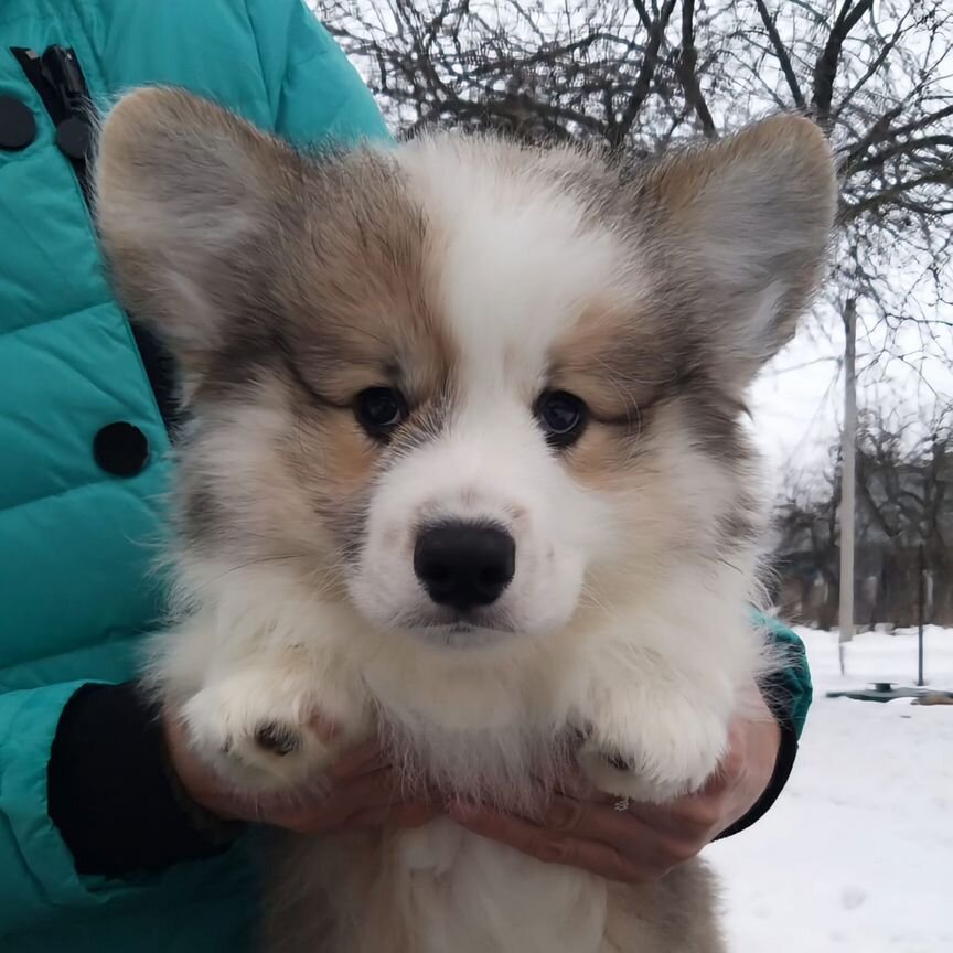 Щенки- корги