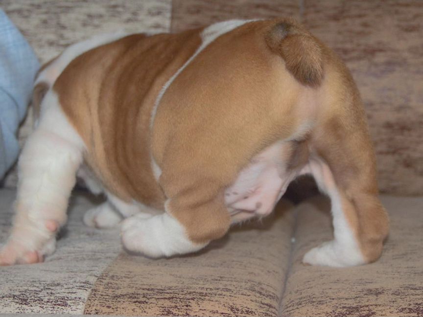 Английский бульдог