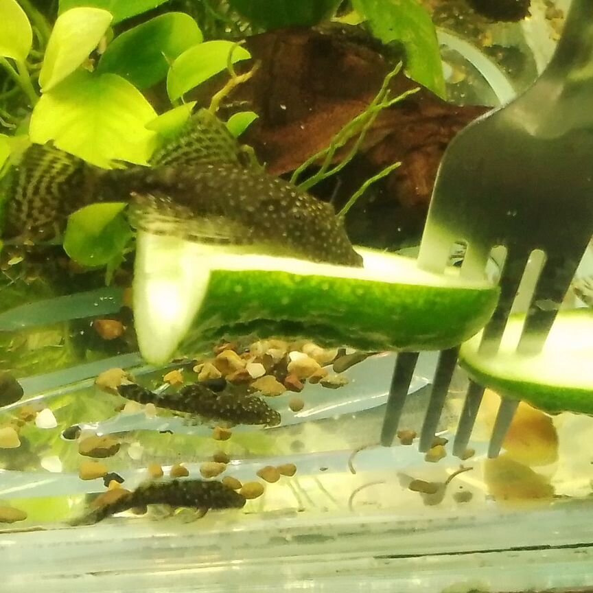 Аквариумные рыбки подростки