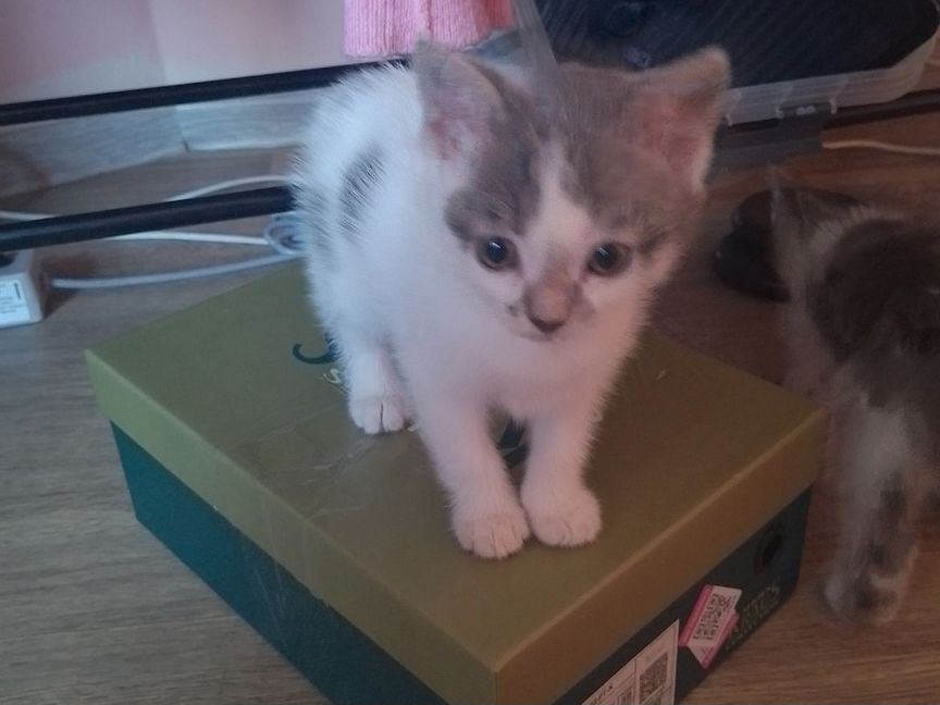 Котята в добрые руки.Осталось двое