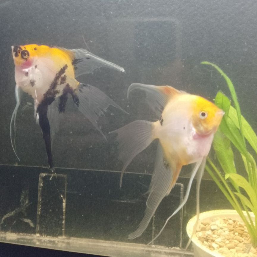 Скалярия, сформированная пара