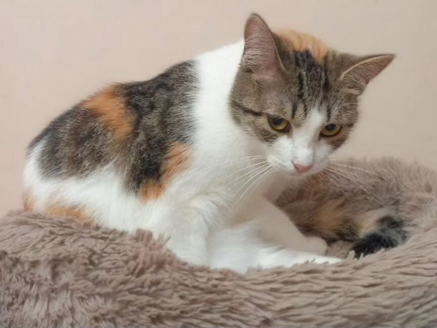 Трехцветная кошечка в добрые руки