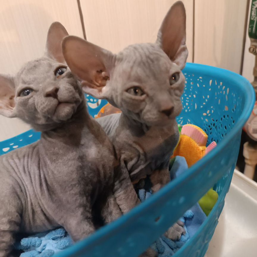 Канадский сфинкс котята