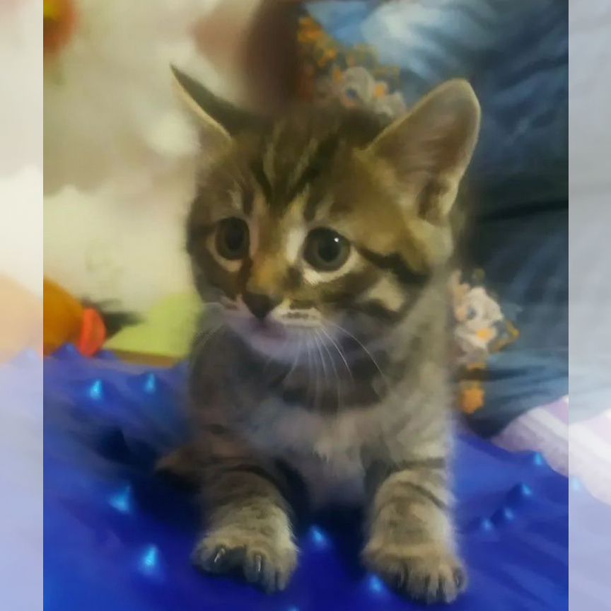 Турецкая ангора котёнок