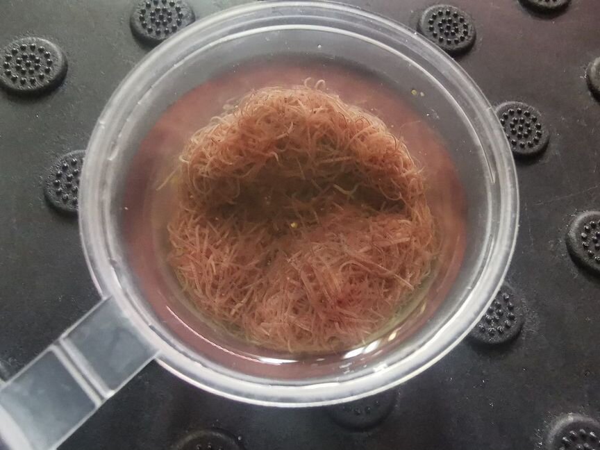 Культура израильского трубочника