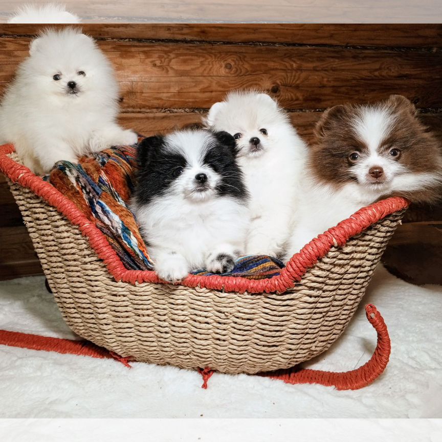 Щенки шпица