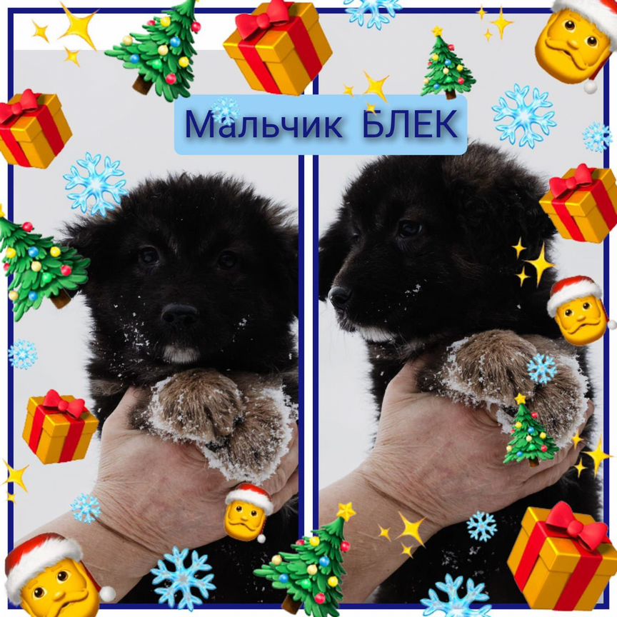 Щенок Блэк (мальчик) в добрые руки