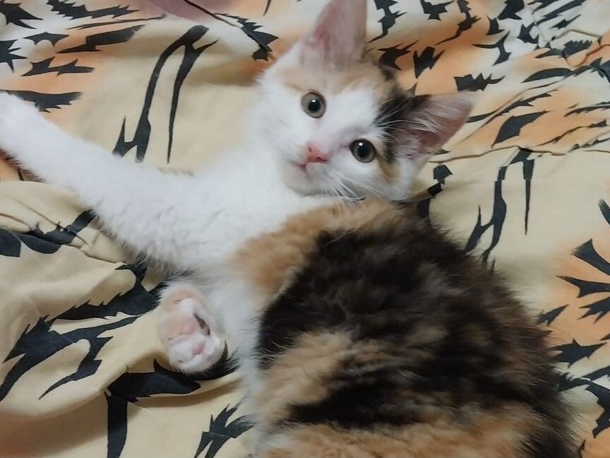 Красивая трёхцветная девочка ищет дом