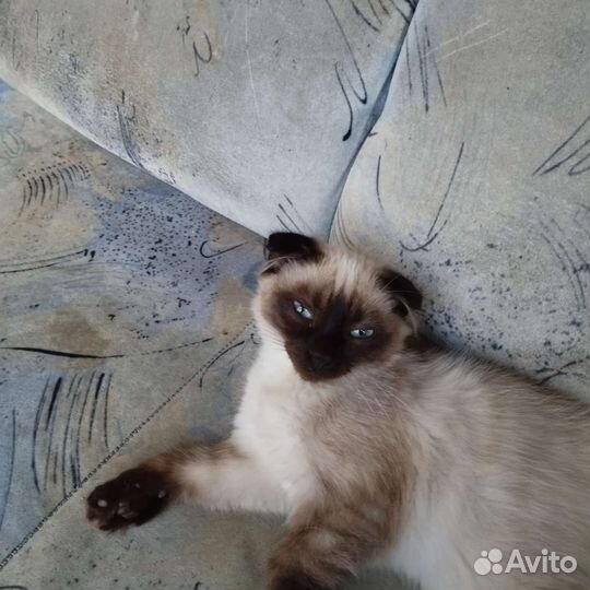 Сиамская кошечка в дар