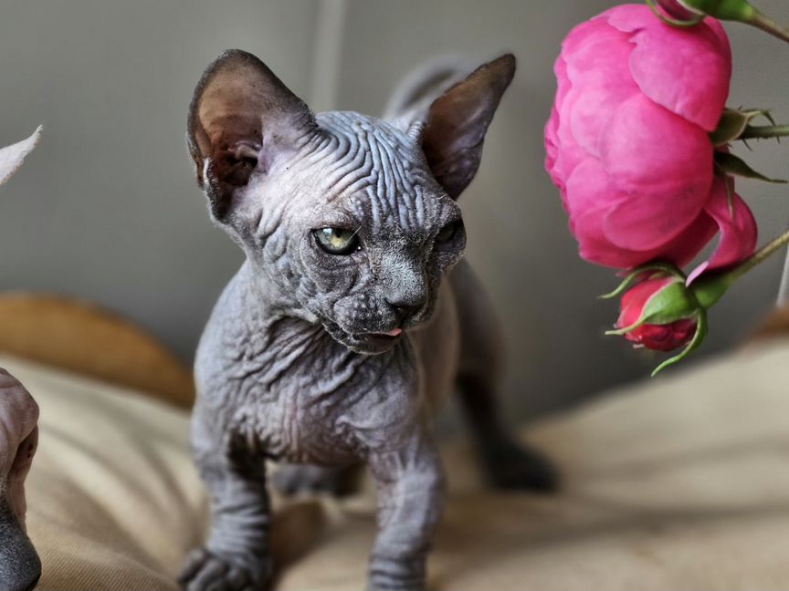 Котята сфинкс Бамбино