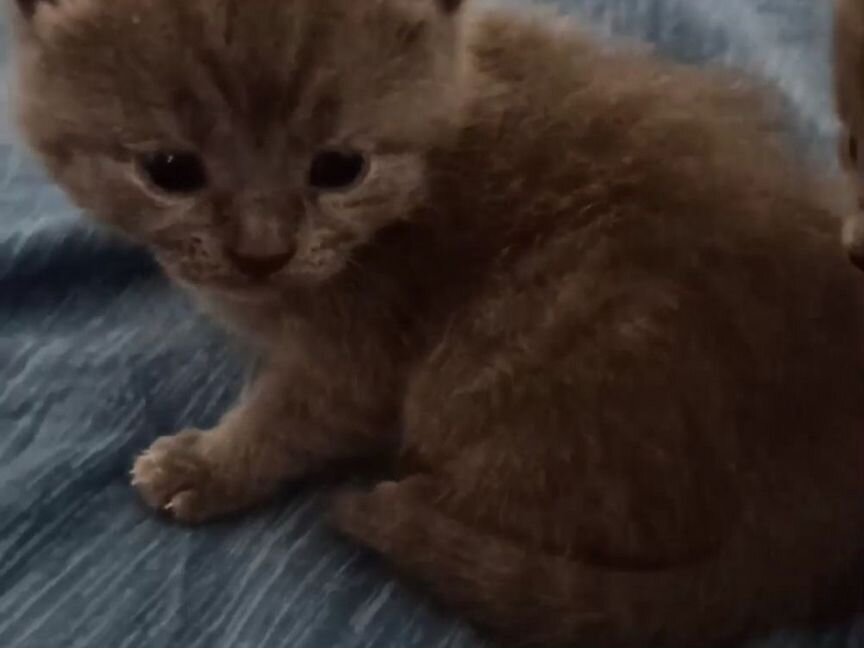 Британские котята