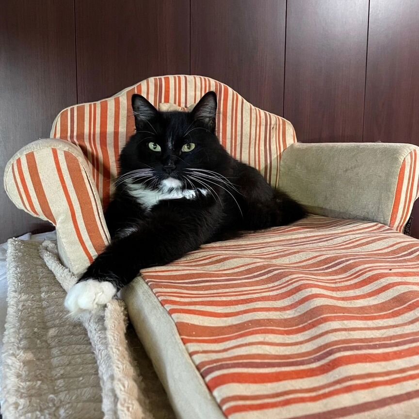 Пушистый кот