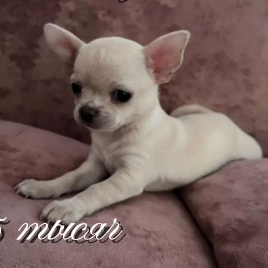 Чихуахуа, щенок