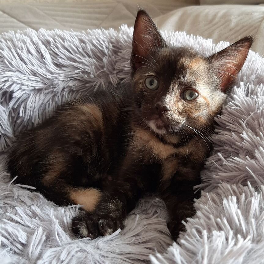 Котёнок в добрые руки