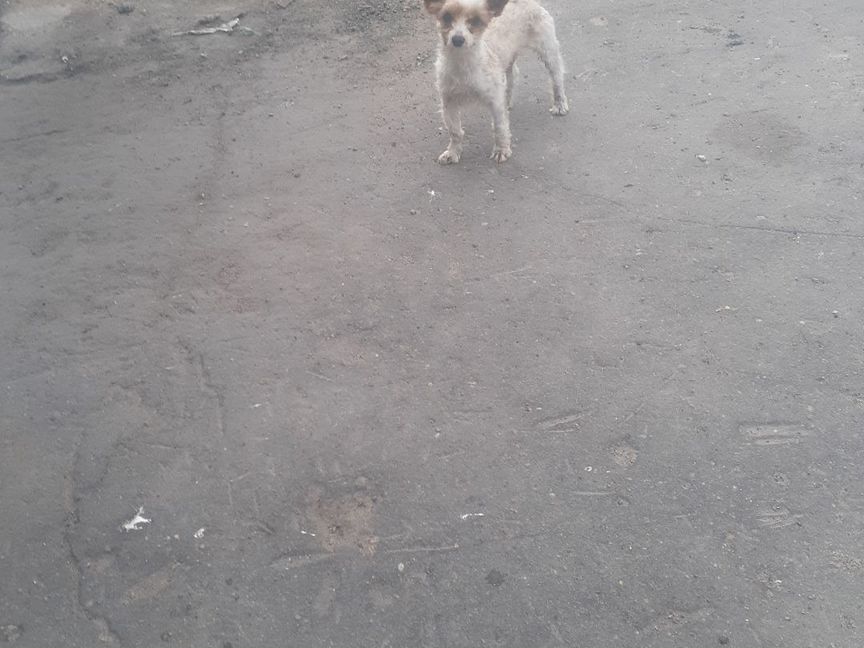 Мальчик цветного йорка