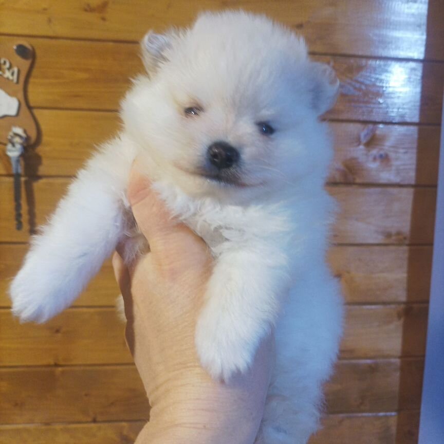 Шпиц померанский щенки