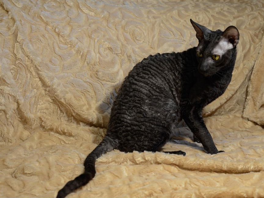 Корниш-рекс котики