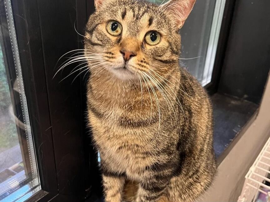 Кот Иннокентий