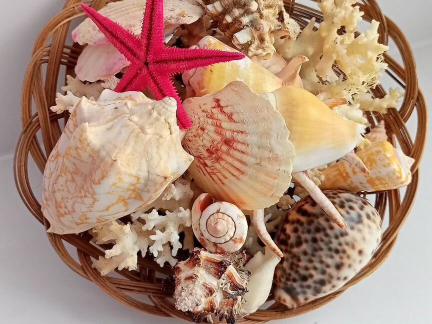 Ракушки и кораллы