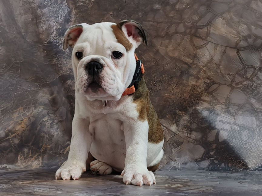 Английский бульдог