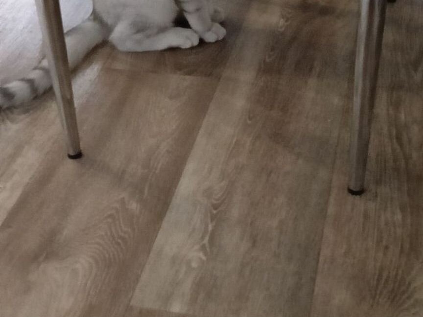 Шотландский котик