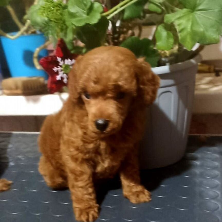 Щенки карликового пуделя