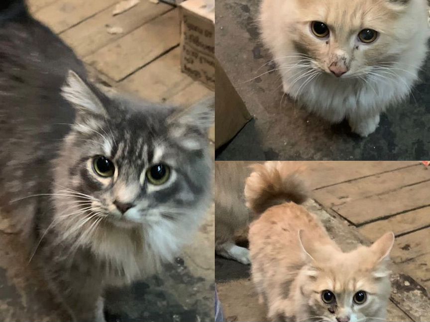 Коты в добрые руки