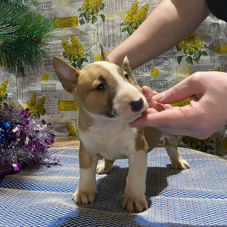 Мини-бультерьер, щенок